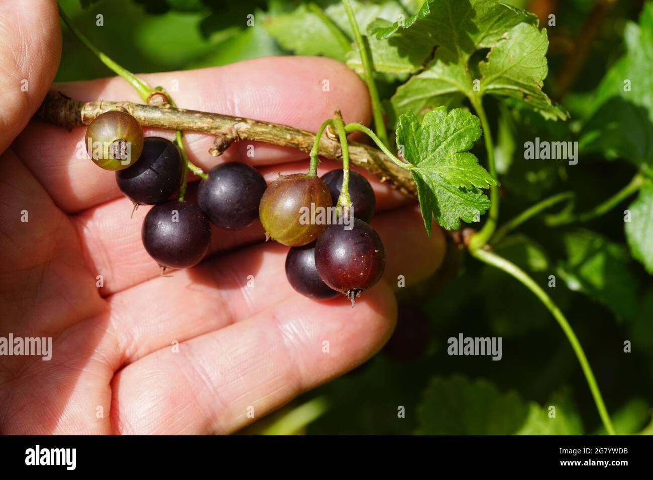 Family grossulariaceae hi-res stock photography and images - Alamy