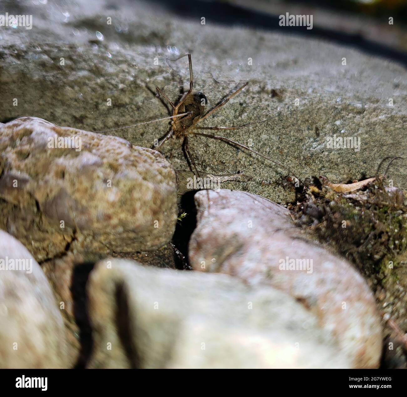Long leg spider web hi-res stock photography and images - Alamy