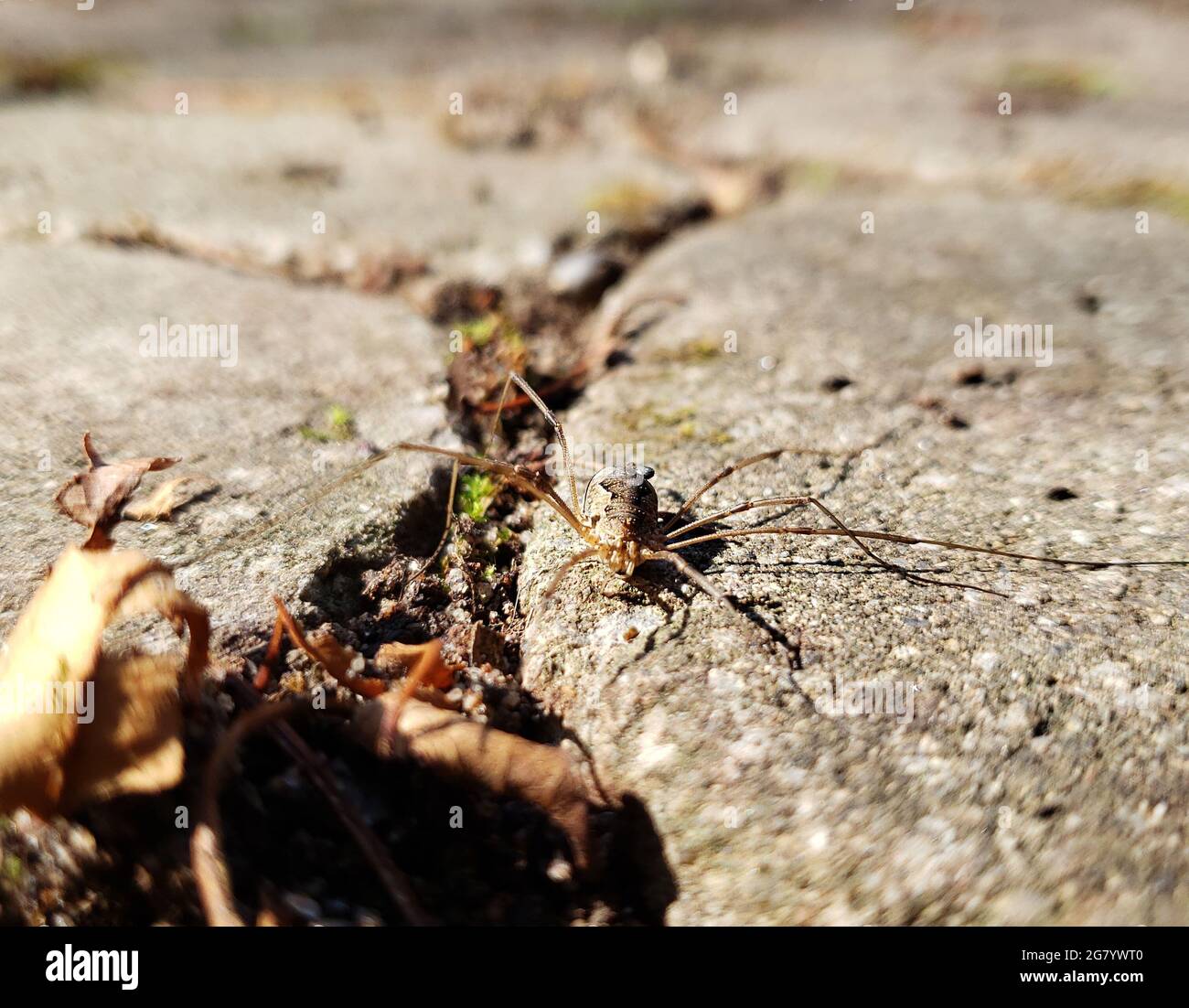 Bug with rocks hi-res stock photography and images - Alamy