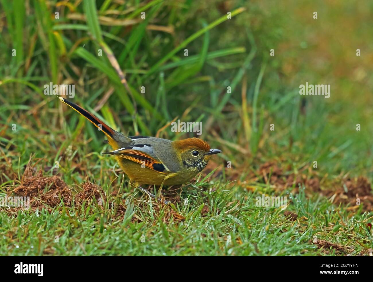 Bar-throated Minla (Chrysominla strigula castanicauda) adult crouched ...