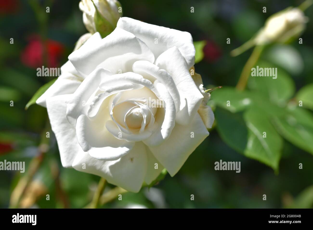 An image of a single garden China rose also known as a Bengal rose, a ...