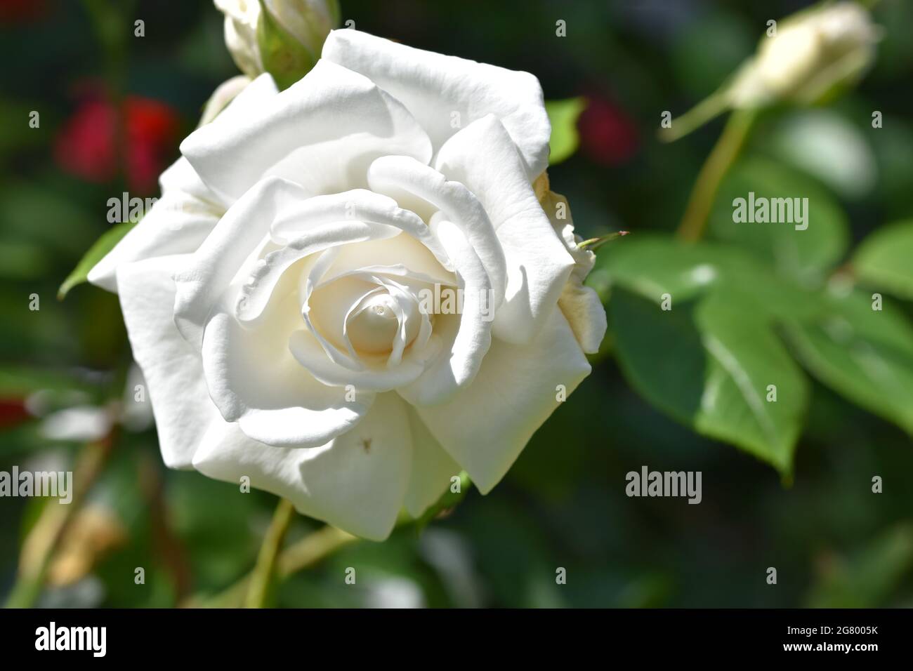 An image of a single garden China rose also known as a Bengal rose, a ...