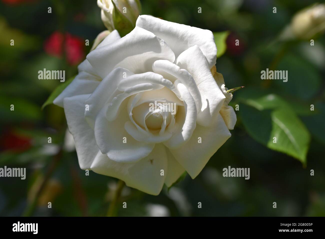 An image of a single garden China rose also known as a Bengal rose, a ...