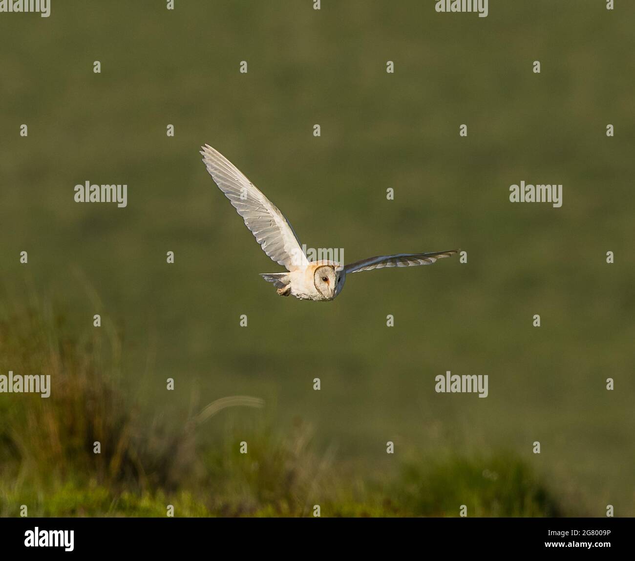 Barn owl captured on canon r5 hi-res stock photography and images - Alamy