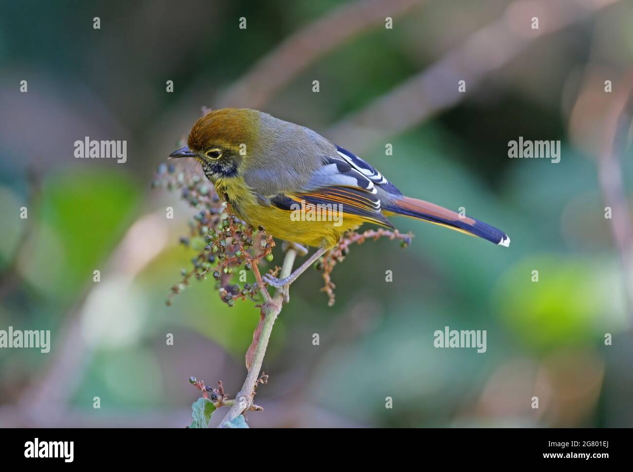 Bar-throated Minla (Chrysominla strigula castanicauda) adult perched on ...