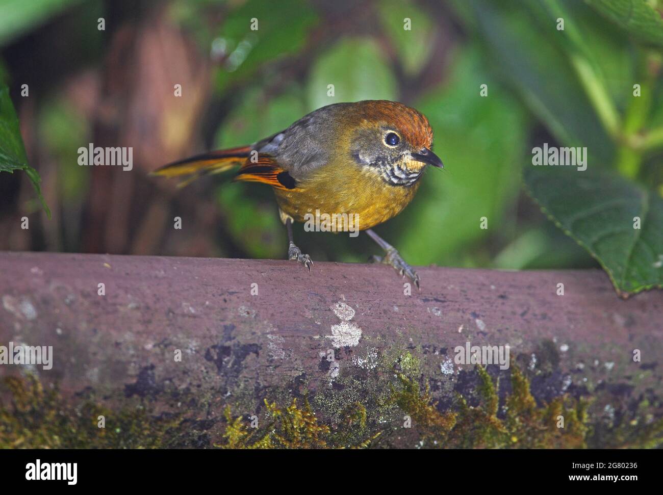 Minla stigula hi-res stock photography and images - Alamy