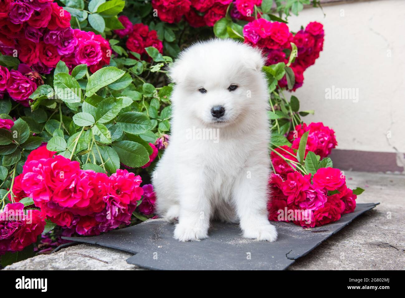 White furry Samoyed puppy sitting with red roses Stock Photo - Alamy