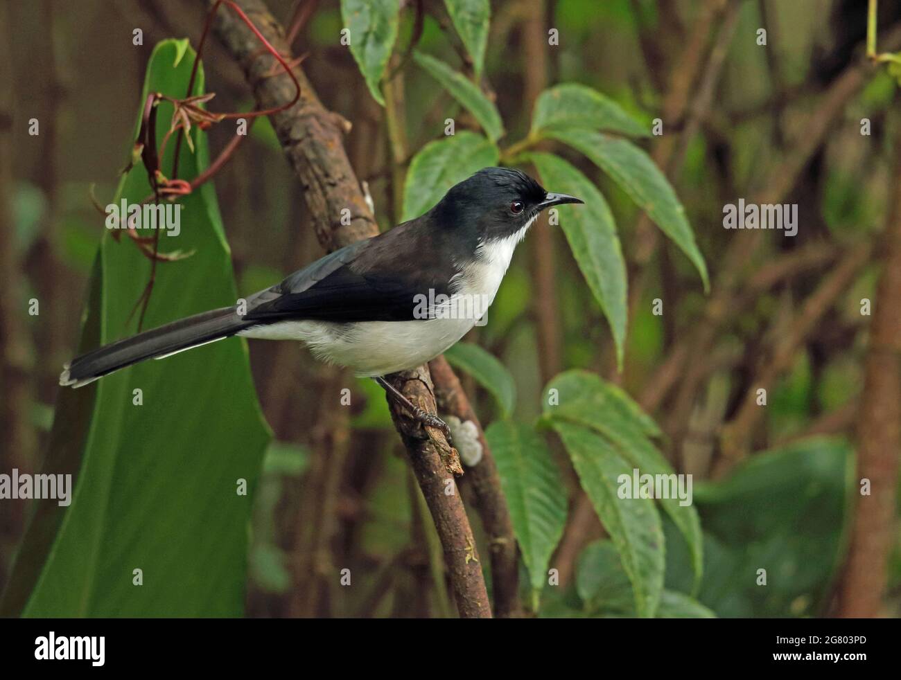 Dark-backed Sibia (Heterophasia melanoleuca radcliffei) adult perched on branch Doi Lang ...