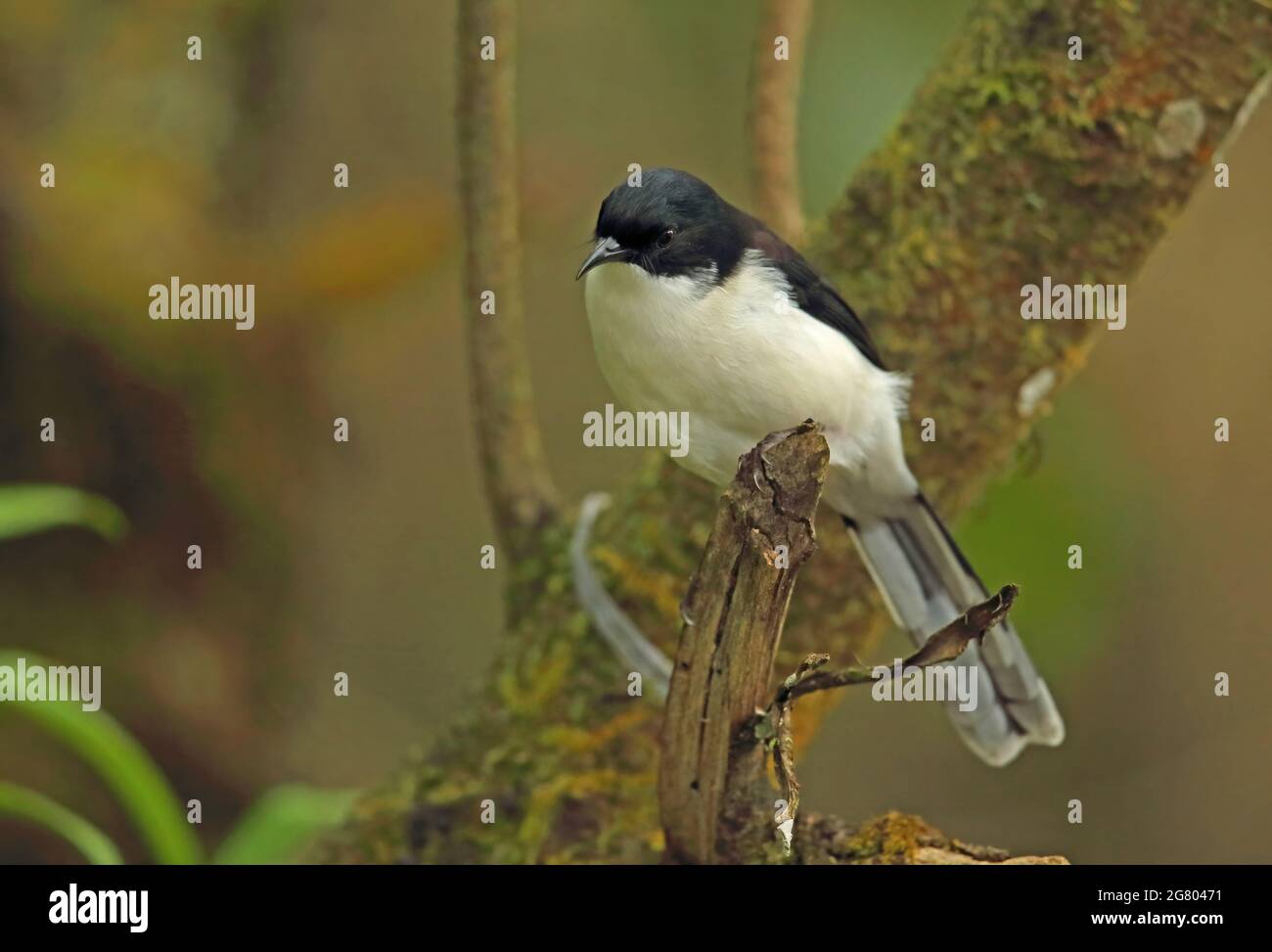 Dark-backed Sibia (Heterophasia melanoleuca radcliffei) adult perched ...