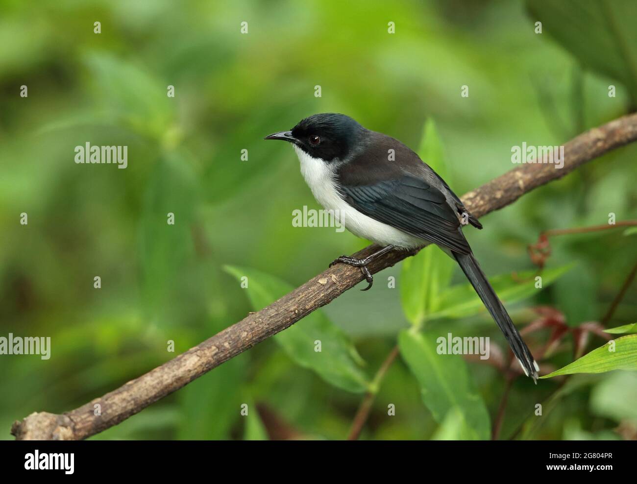 Dark-backed Sibia (Heterophasia melanoleuca radcliffei) adult perched ...