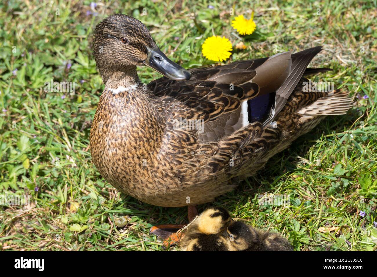 duck family with chicks on summer in Holland Stock Photo - Alamy