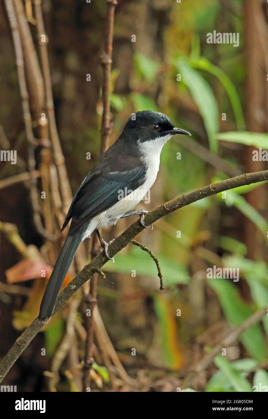 Dark-backed Sibia (Heterophasia melanoleuca radcliffei) adult perched on branch Doi Lang ...