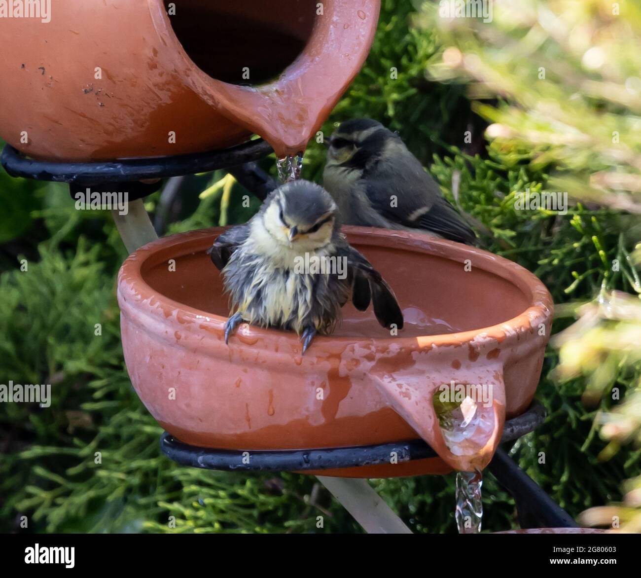 Close up of a cute little bird standing on the edge of a clay pot with ...