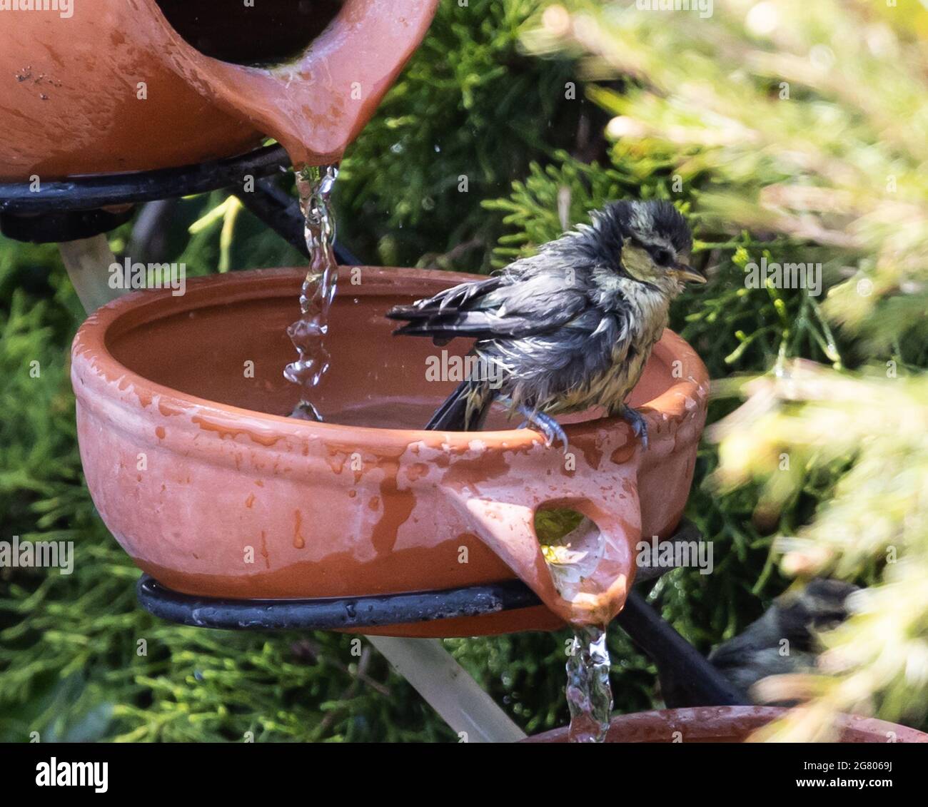 Close up of a cute little bird standing on the edge of a clay pot with ...