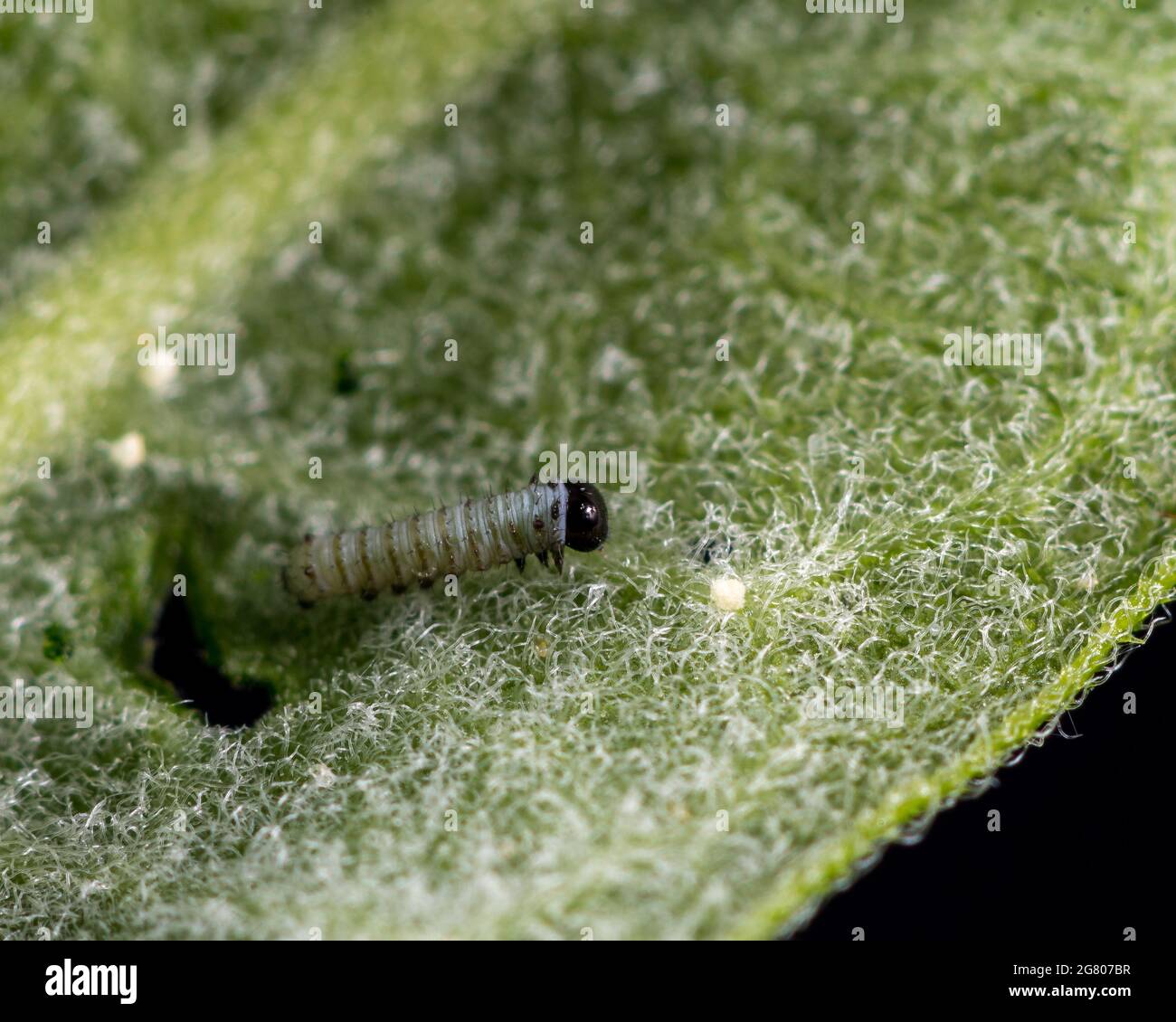 Macro photo of first instar Monarch butterfly caterpillar feeding on ...