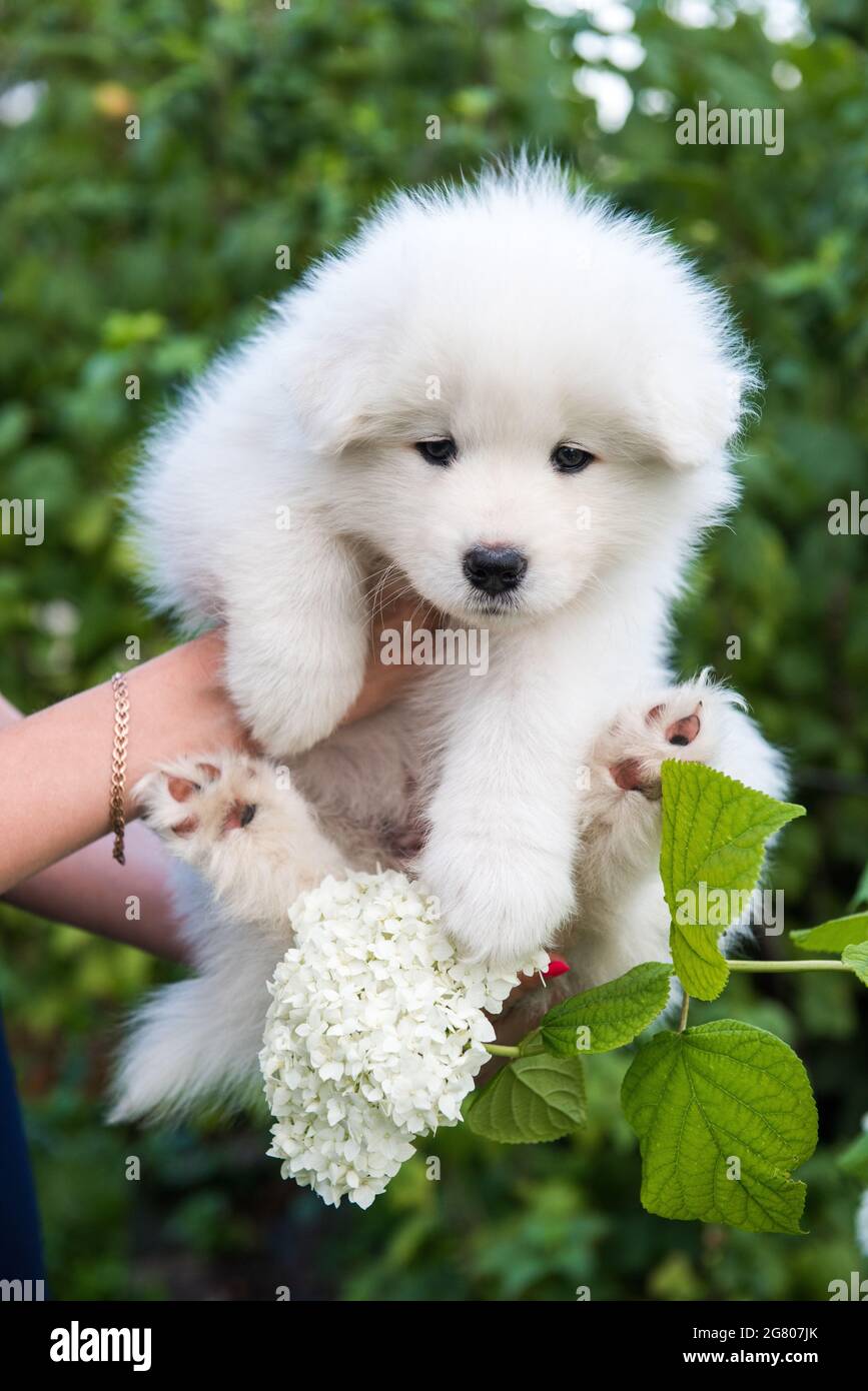 Female hands holding white fluffy Samoyed puppy Stock Photo - Alamy