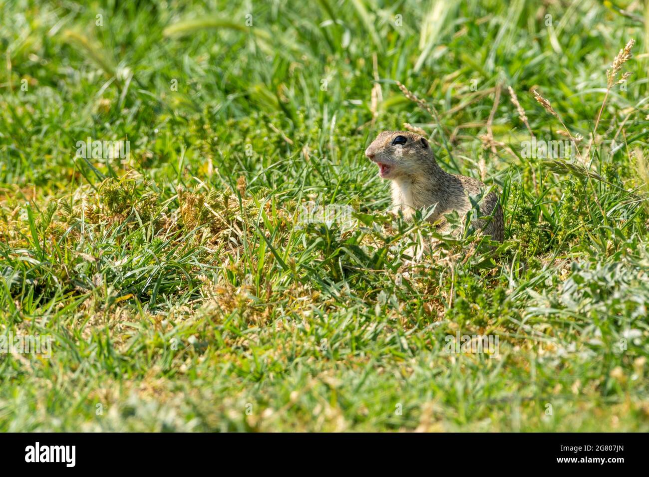 Closeup shot of a small ground squirrel in green grass under sunlight ...