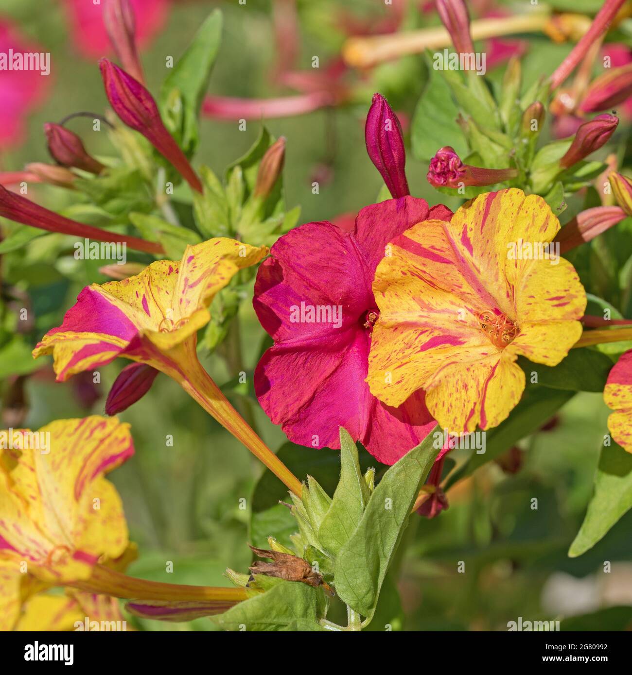Blooming miracle flower, Mirabilis jalapa Stock Photo - Alamy