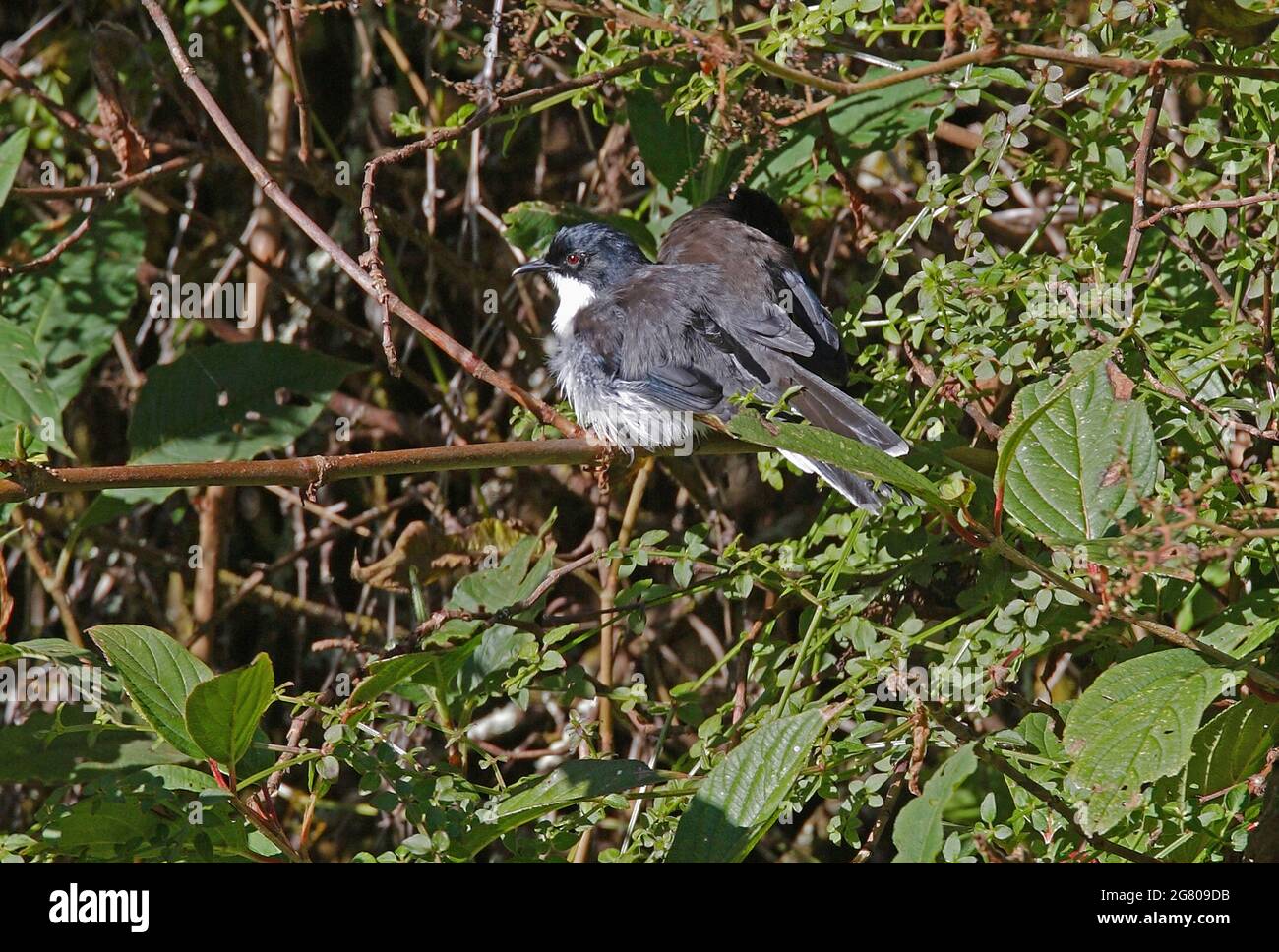 Dark-backed Sibia (Heterophasia melanoleuca radciffei) pair perched in ...