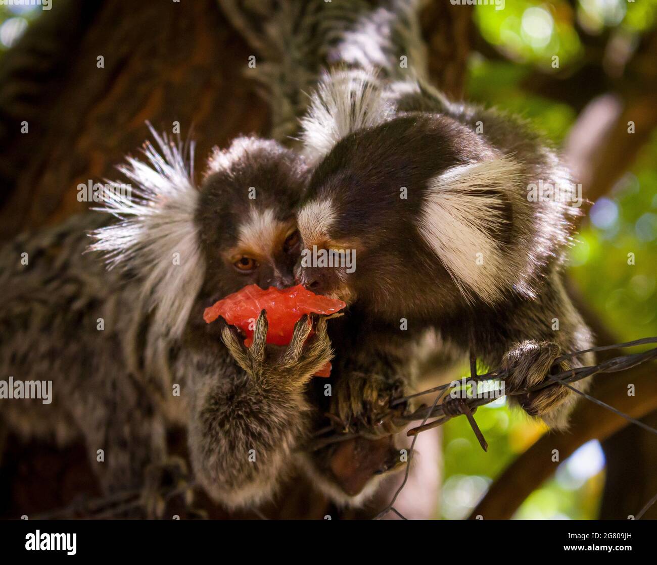 two monkeys eating watermelon Stock Photo - Alamy