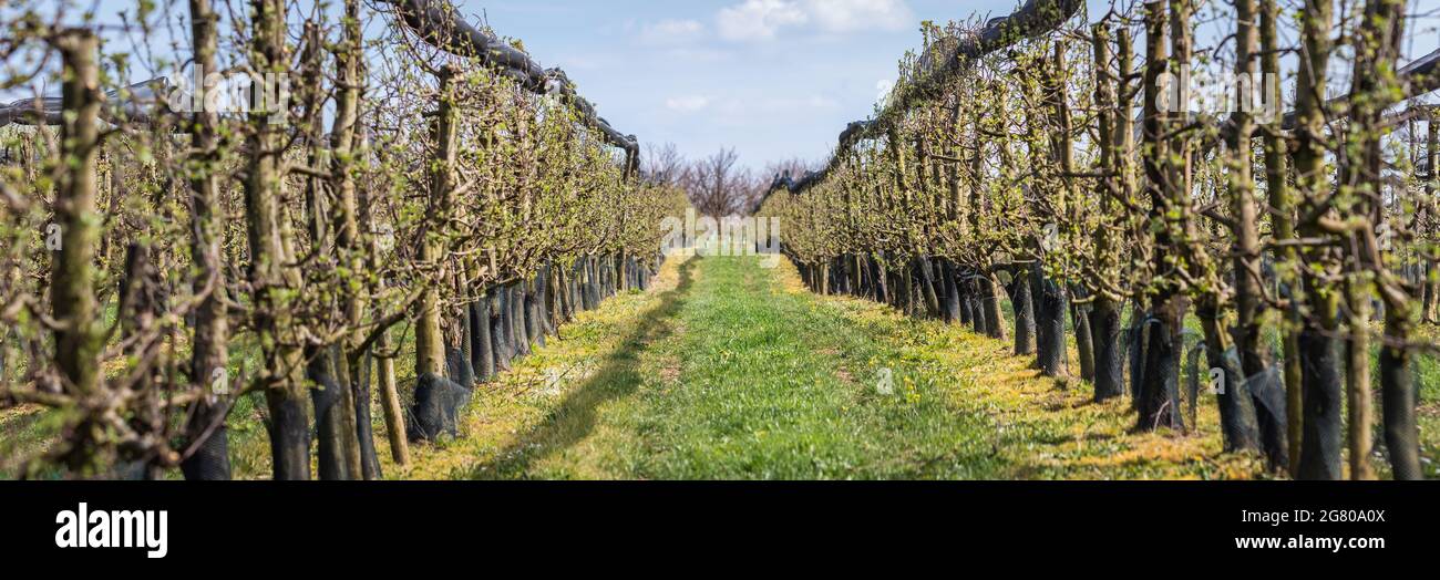 Panoramic view at apple orchard with fruit tree in a row. Cultivated ...
