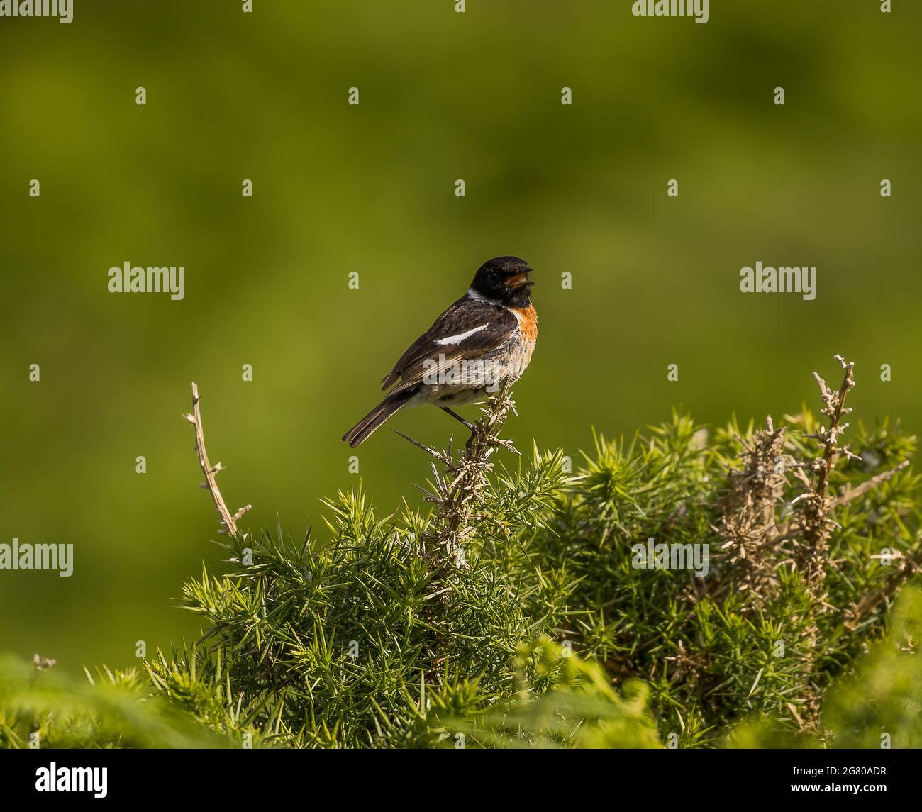 Stonechat captured with canon r5 hi-res stock photography and images ...