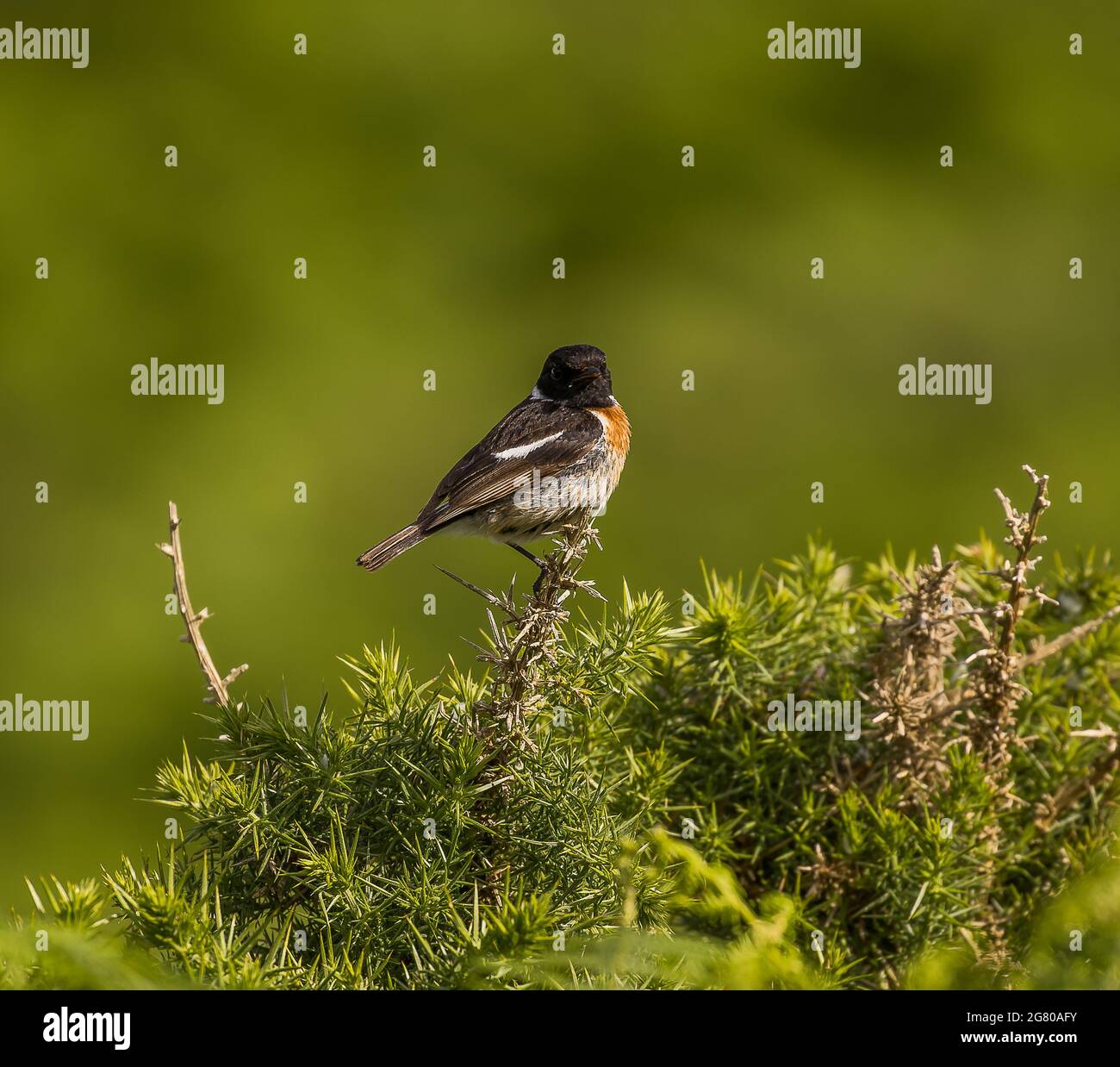 Chat on heather hi-res stock photography and images - Alamy