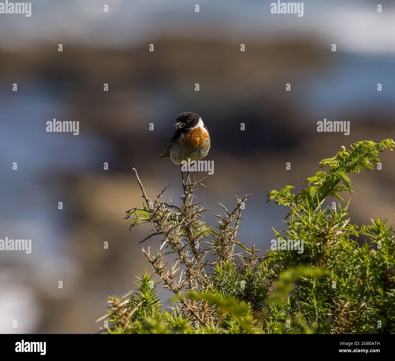 Stonechat captured with canon r5 hi-res stock photography and images ...