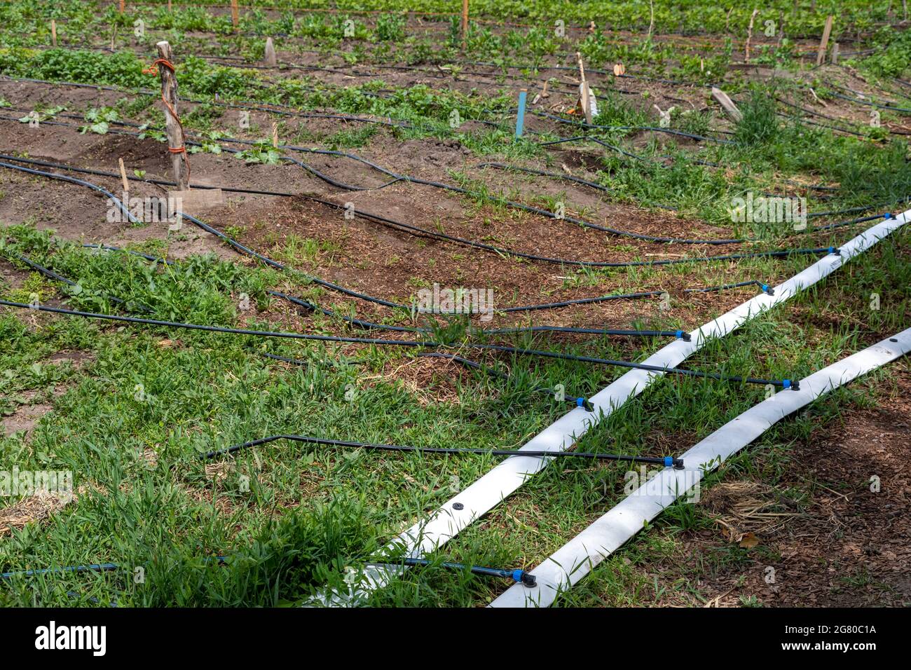 Alamosa, Colorado - Drip irrigation at the Rio Grande Farm Park. The ...