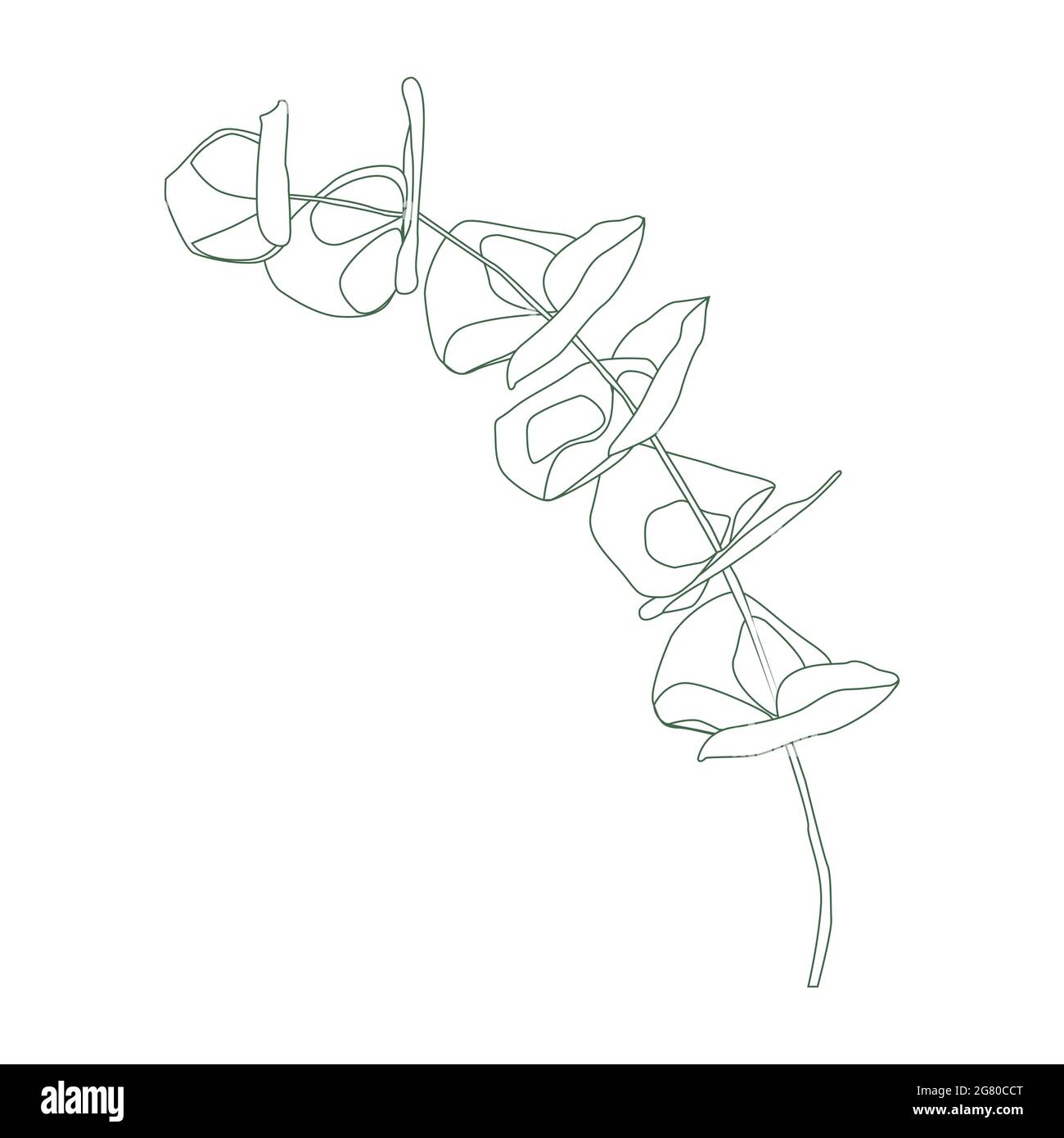 Eucalyptus silver dollar branch continuous line drawing. One line ...