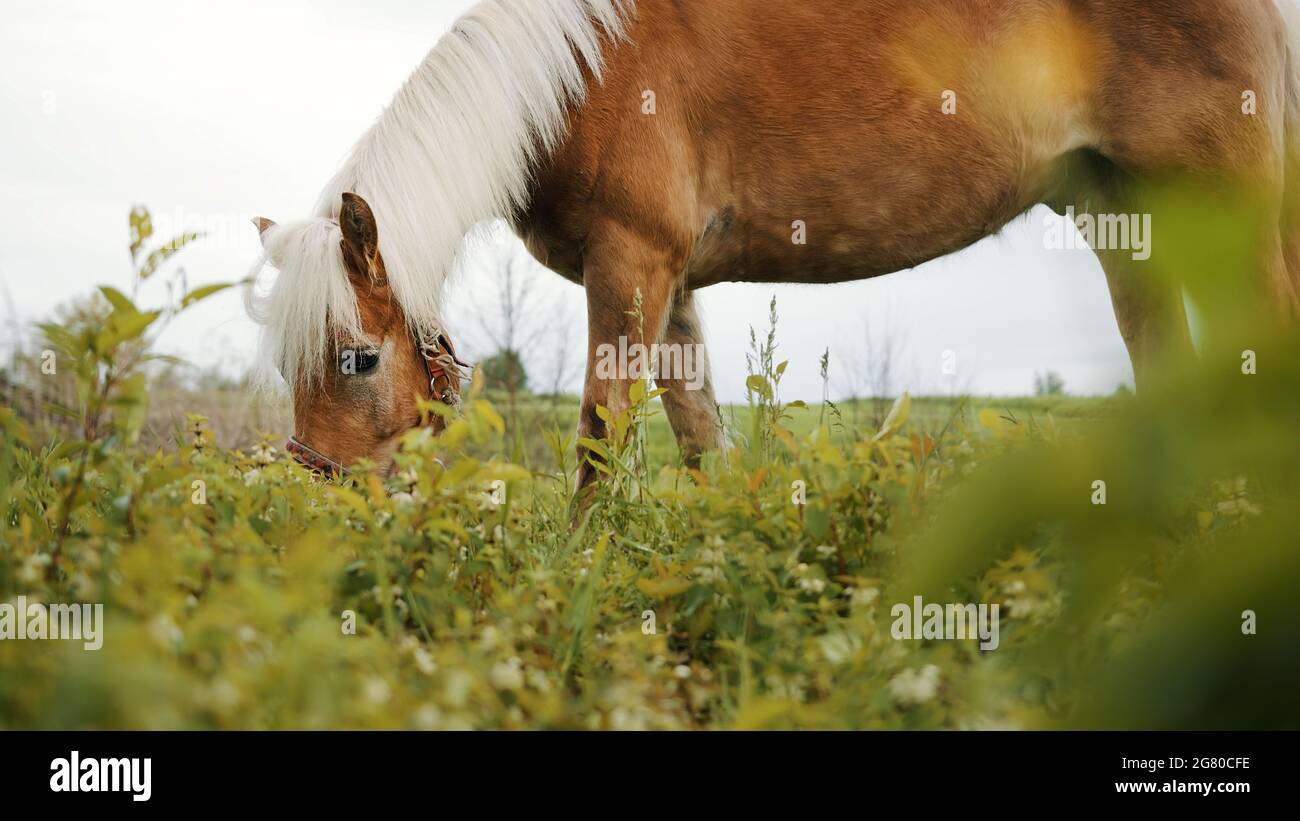 A flaxen horse grazing in the beautiful field meadows. A light brown ...