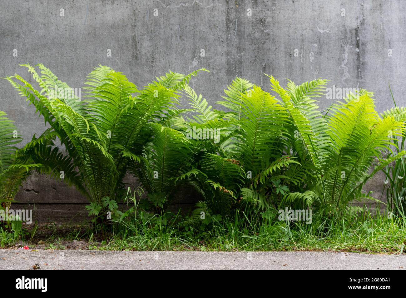 Beautiful fern bush. Fern side view. A flower bed with a fern Stock ...