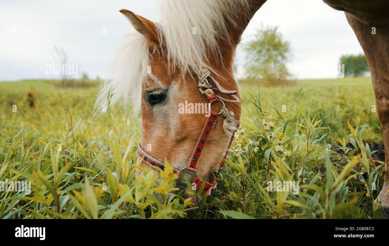 A flaxen horse grazing in the beautiful field meadows. A light brown ...
