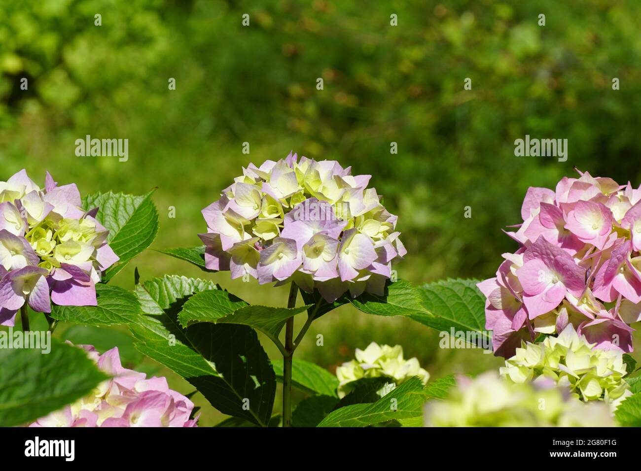 Hortensia (Hydrangea macrophylla). Family Hydrangeaceae. Flowering in ...