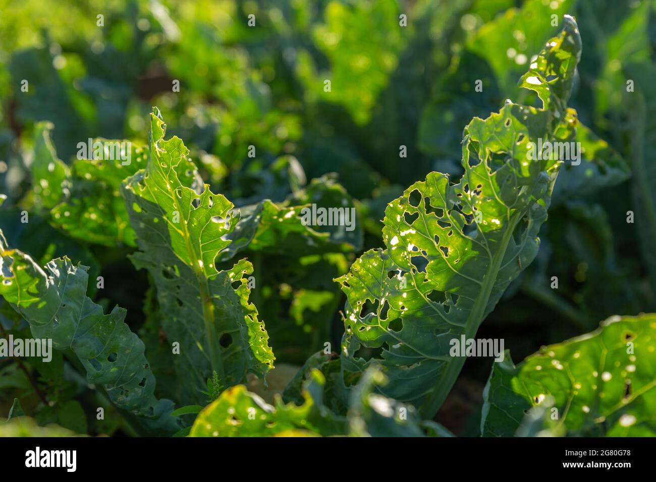 Agriculture insect pests hi-res stock photography and images - Alamy