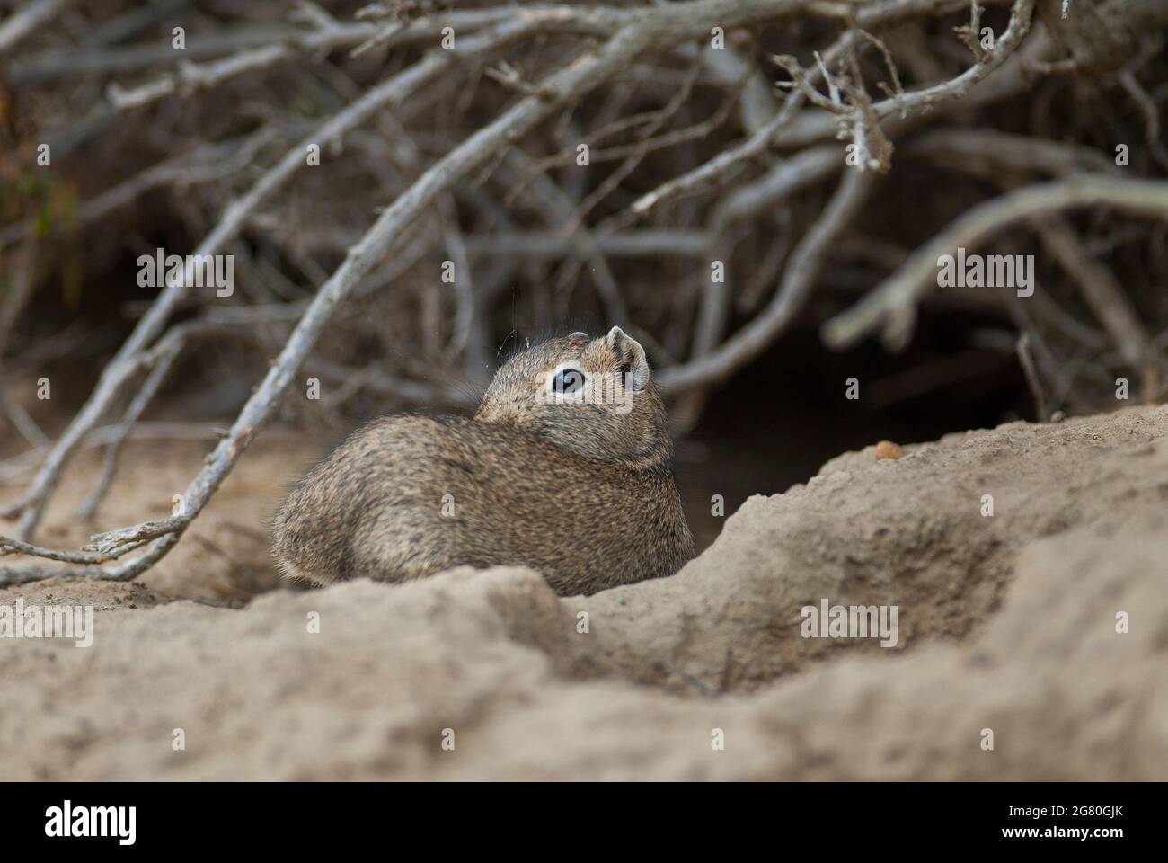 Desert cavi,Microcavia Australis, Peninsula Valdes, Unesco World ...