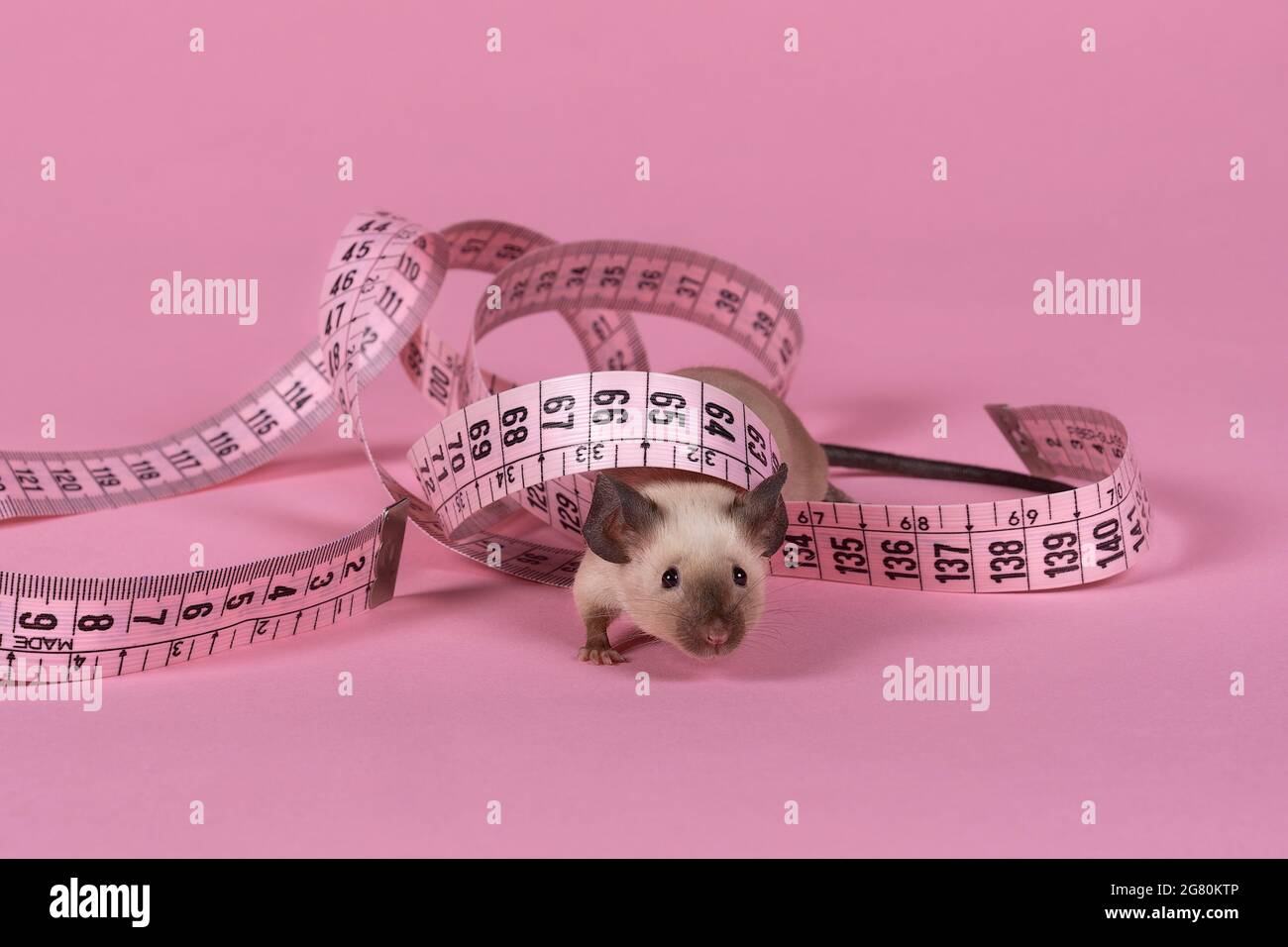 Mouse sewing hi-res stock photography and images - Alamy