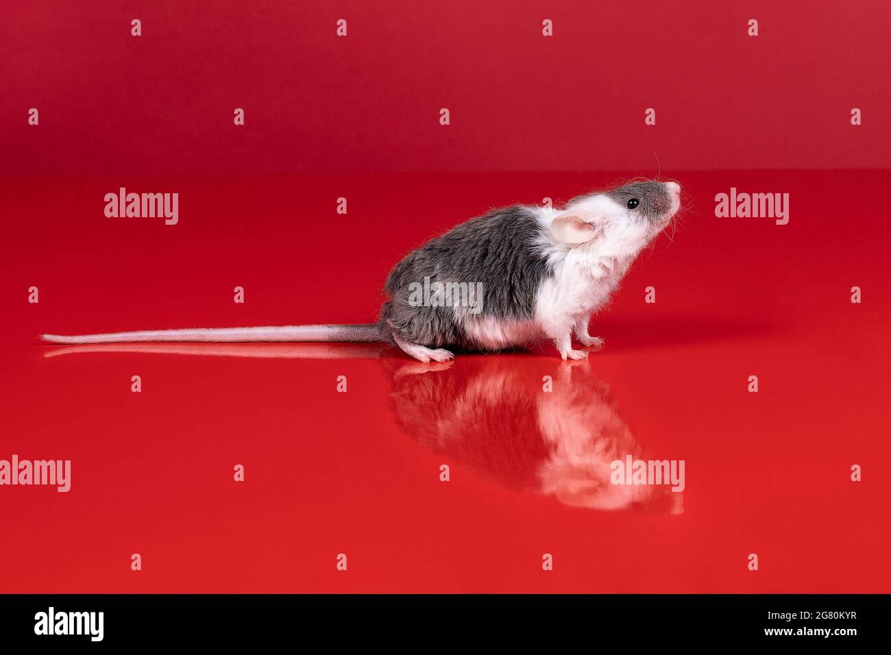 Small grey and white domestic mouse in a red setting with reflection ...