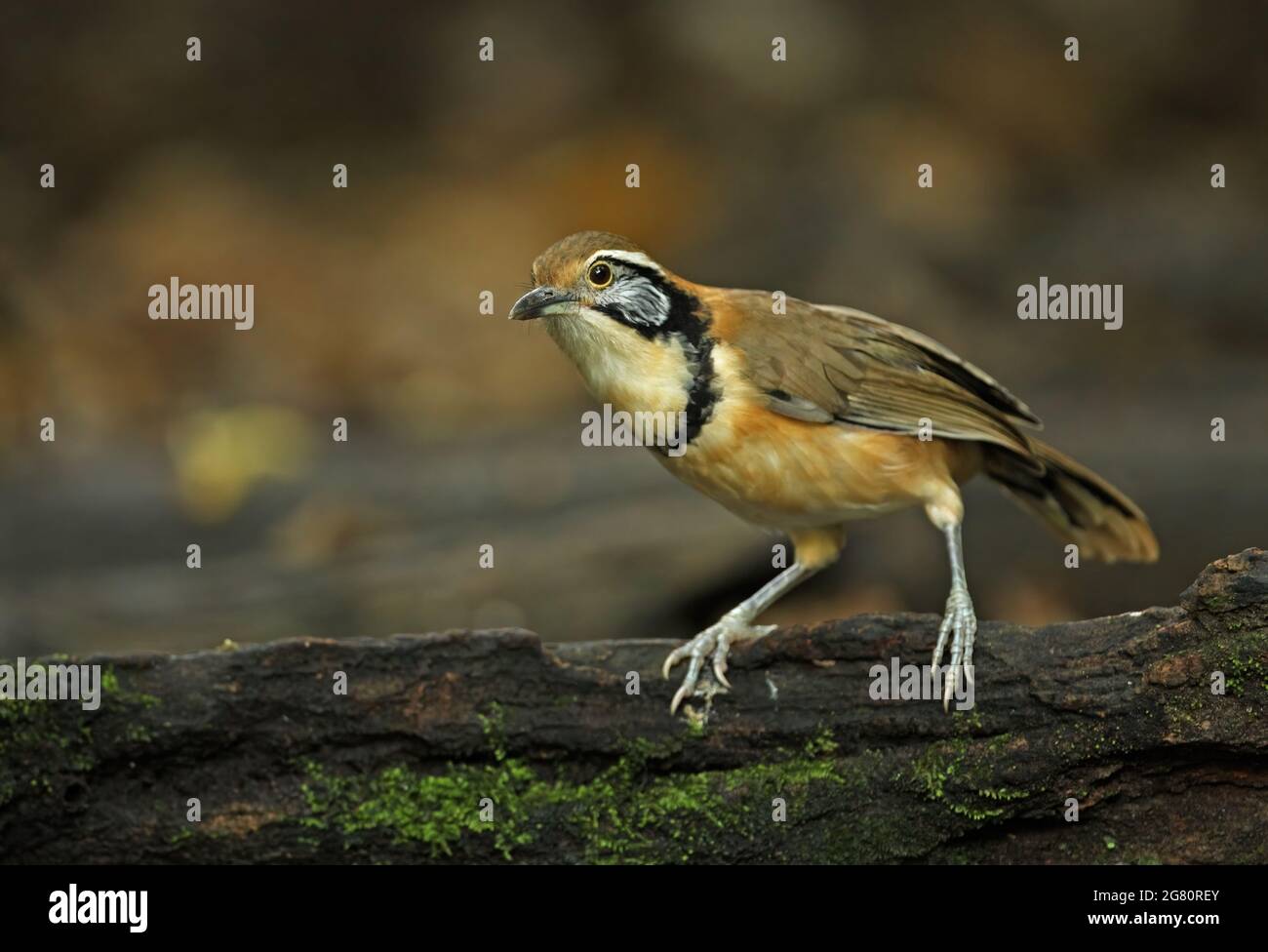 Greater Necklaced Laughingthrush (Garrulax pectoralis subfusus) adult ...