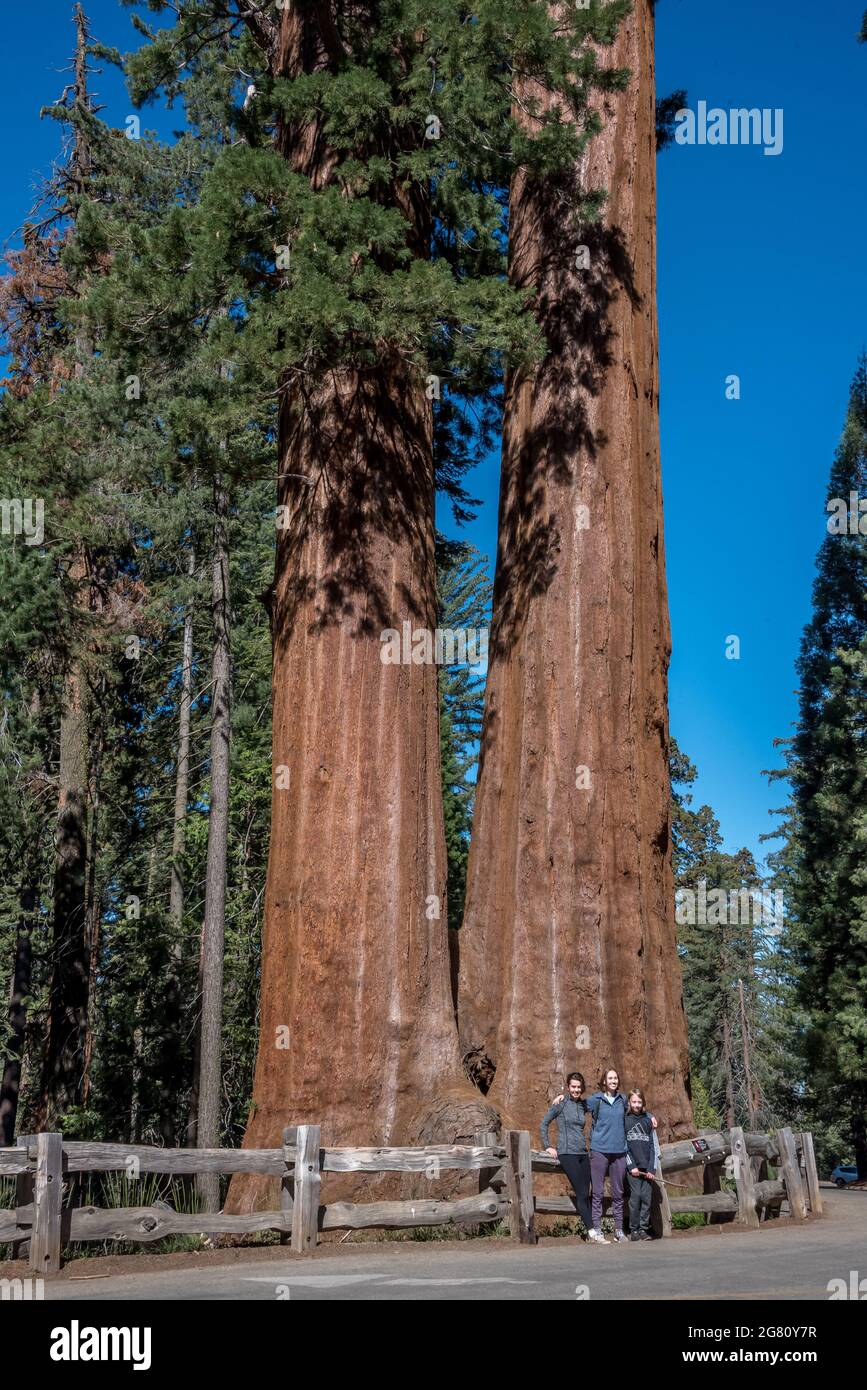 Giant sequoia national park hi-res stock photography and images - Alamy