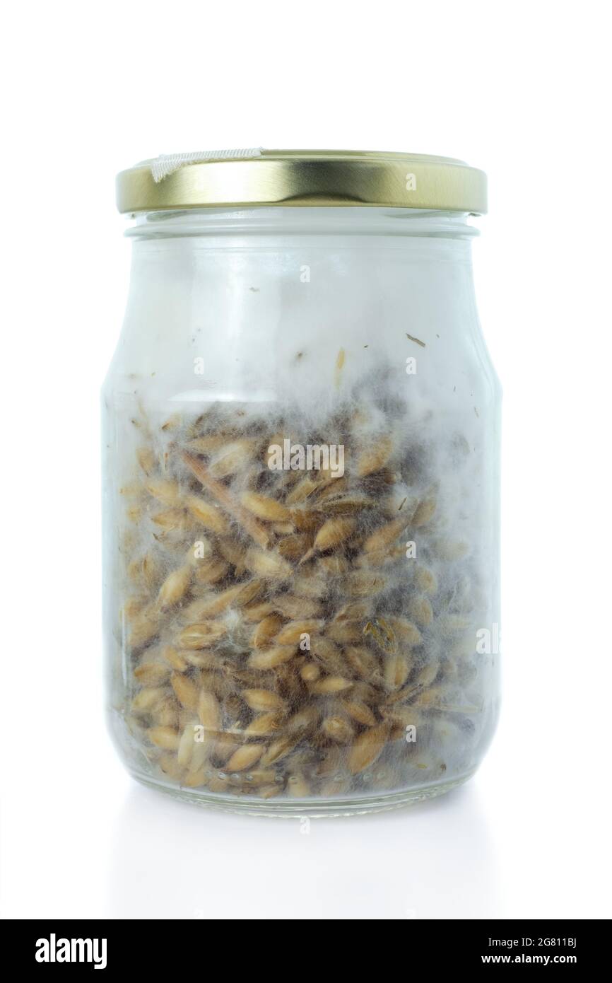 Glass container with inoculated AIR mycelium of ShiiTake Lentinula ...