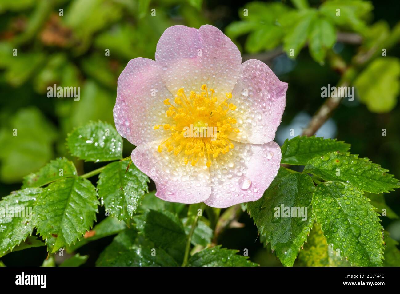 Close up of dog rose (rosa canina) flowers in bloom Stock Photo - Alamy