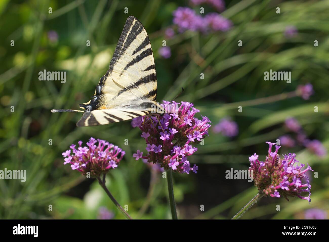 Papilio rutulus, the western tiger swallowtail. Swallowtail butterfly ...