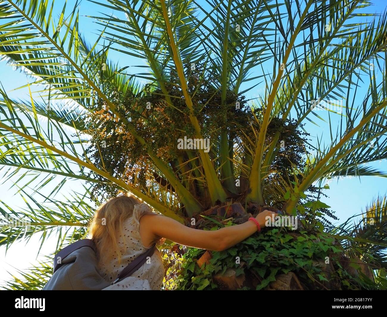 The girl stands under spreading palm tree holding on to a thick trunk ...