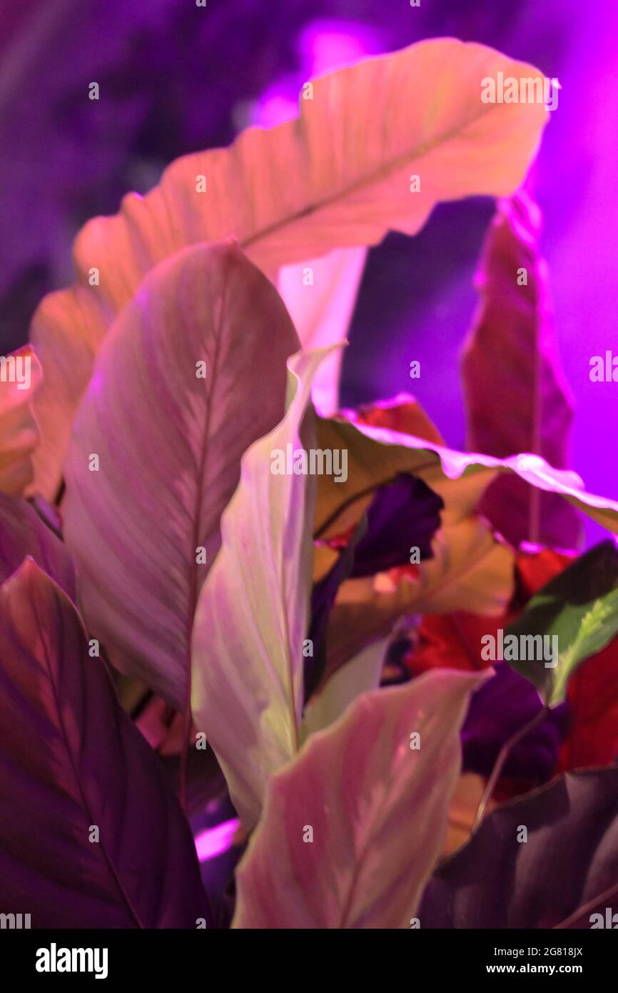 Glitch art plants, green tropical leaves in the interior. Bright neon ...