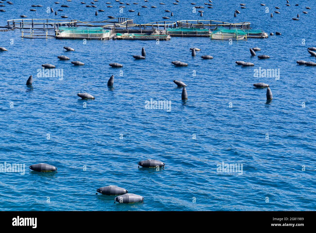 Mussels farm cultivation in Adriatic sea during summer. Croatia Stock ...