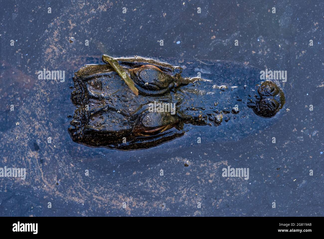 An overhead view of an American alligator lurking in brackish water in ...