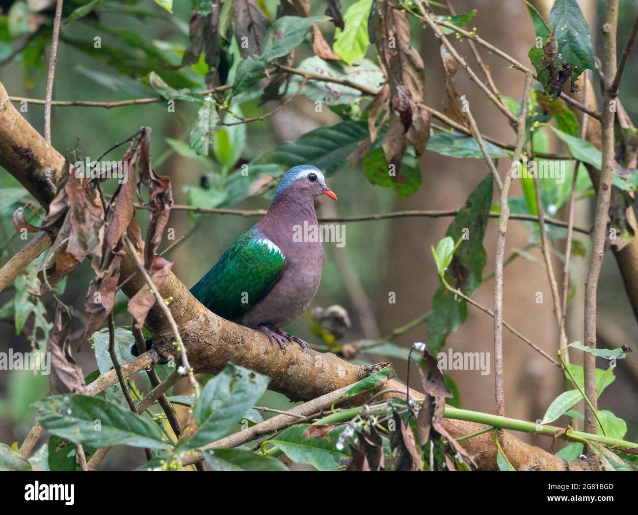 Common asian emerald dove hi-res stock photography and images - Alamy