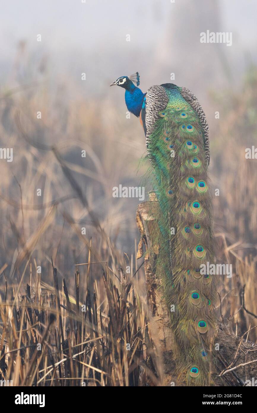 Morning peacock hi-res stock photography and images - Alamy