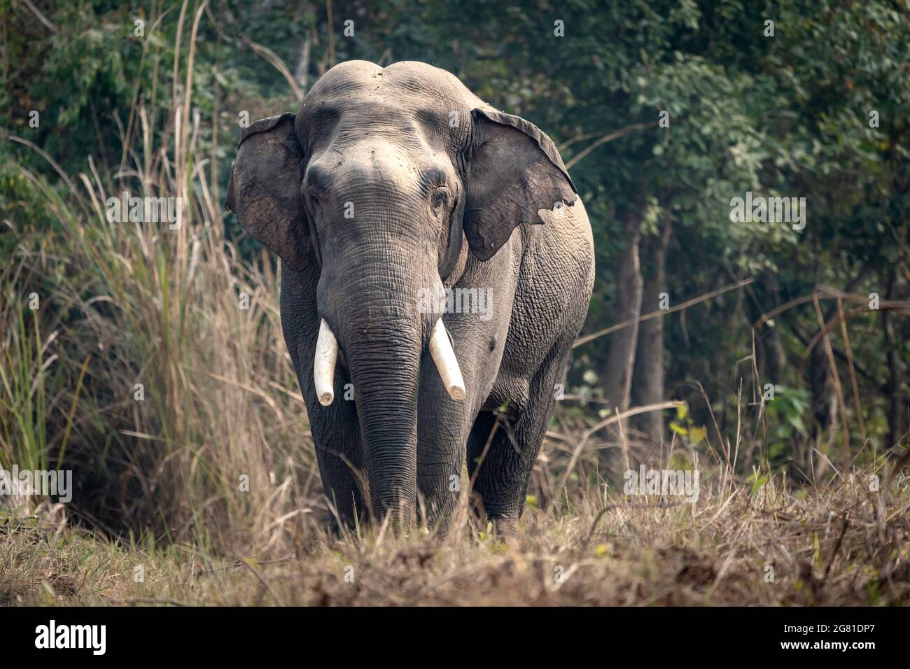 A wild elephant in the jungles of the Chitwan National Park in Nepal ...